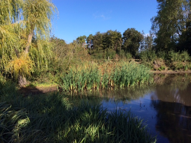 Village Pond Project – Alpington and Yelverton