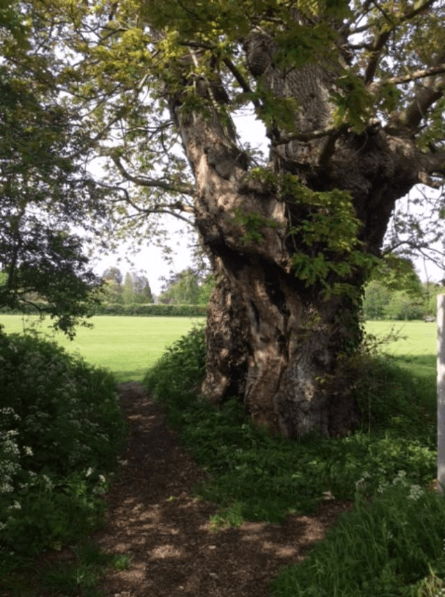 Garrick Field’s Veteran Oak Tree – Alpington and Yelverton