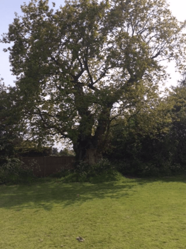 Garrick Field’s Veteran Oak Tree – Alpington and Yelverton